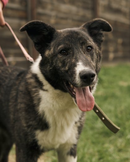 Home [dogcat.com.ua]