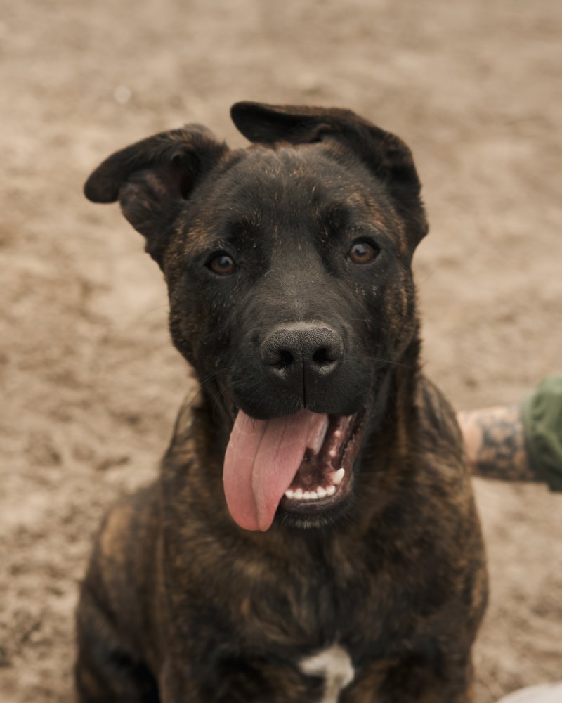 Home [dogcat.com.ua]