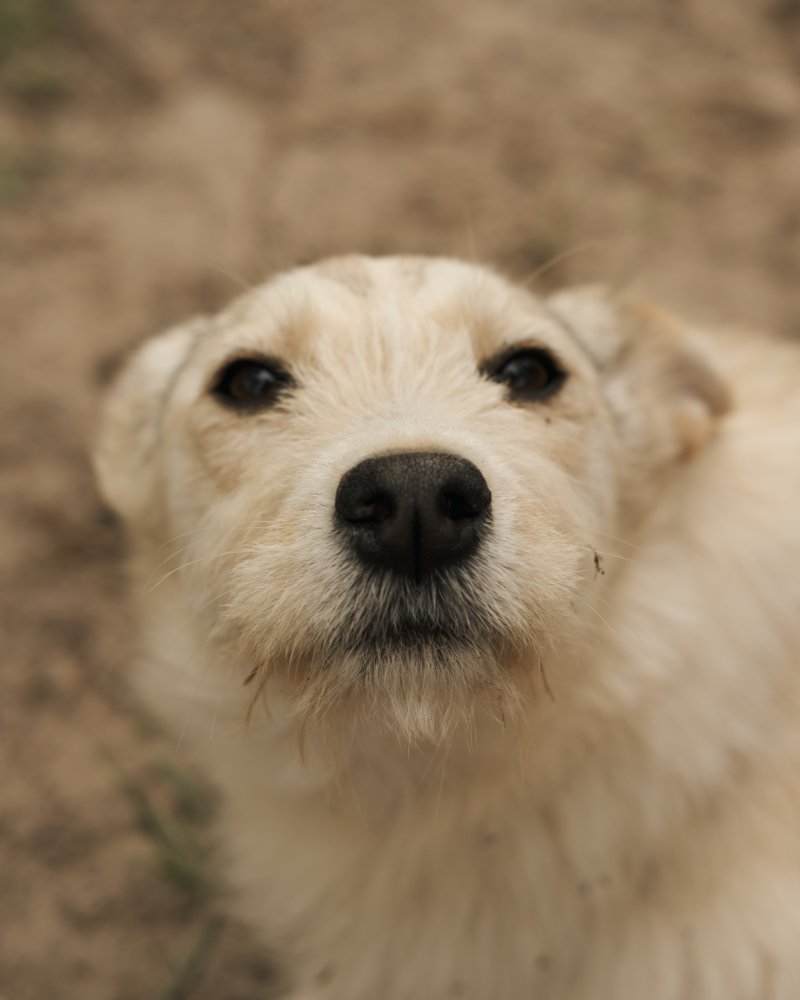 Home [dogcat.com.ua]