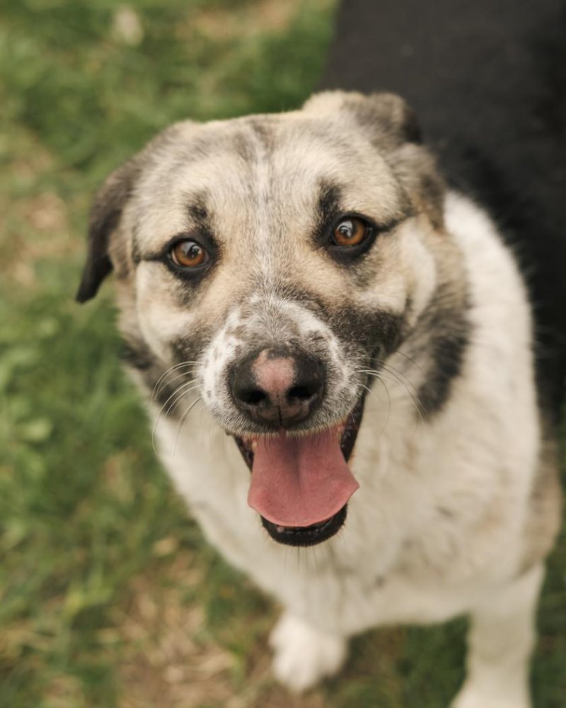 Home [dogcat.com.ua]